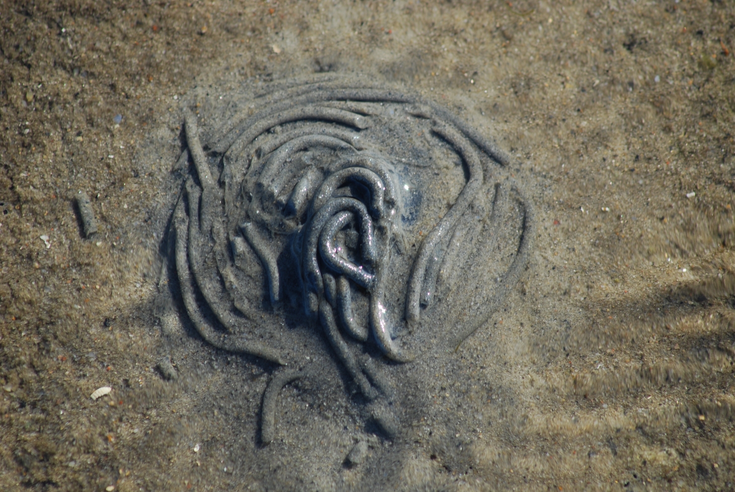 Lær om sandorm og frynseorm | OS2udoglaer