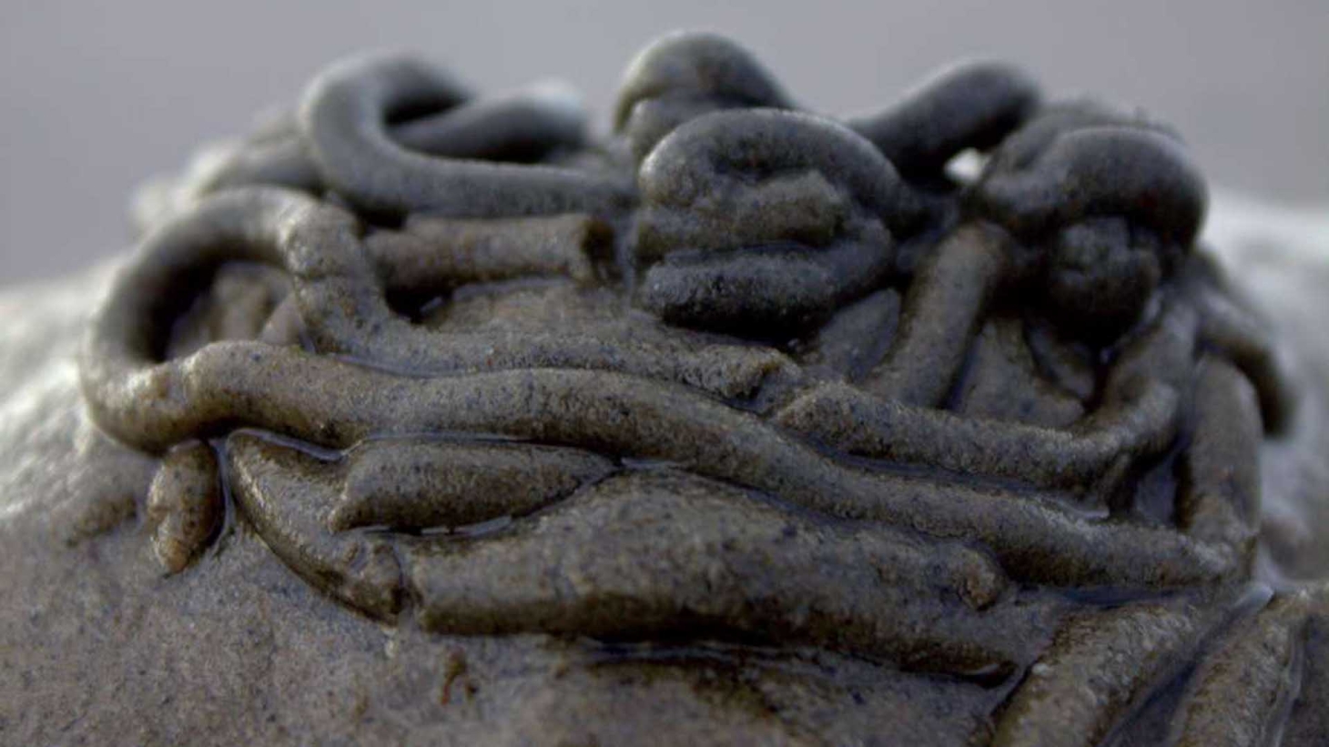 Hvor mange sandorm? | OS2udoglaer