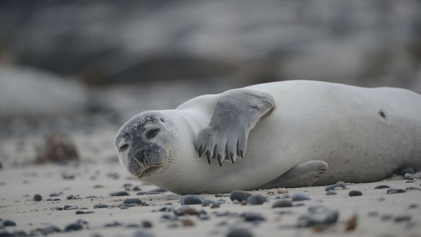 Sæler ved Vadehavet | OS2udoglaer